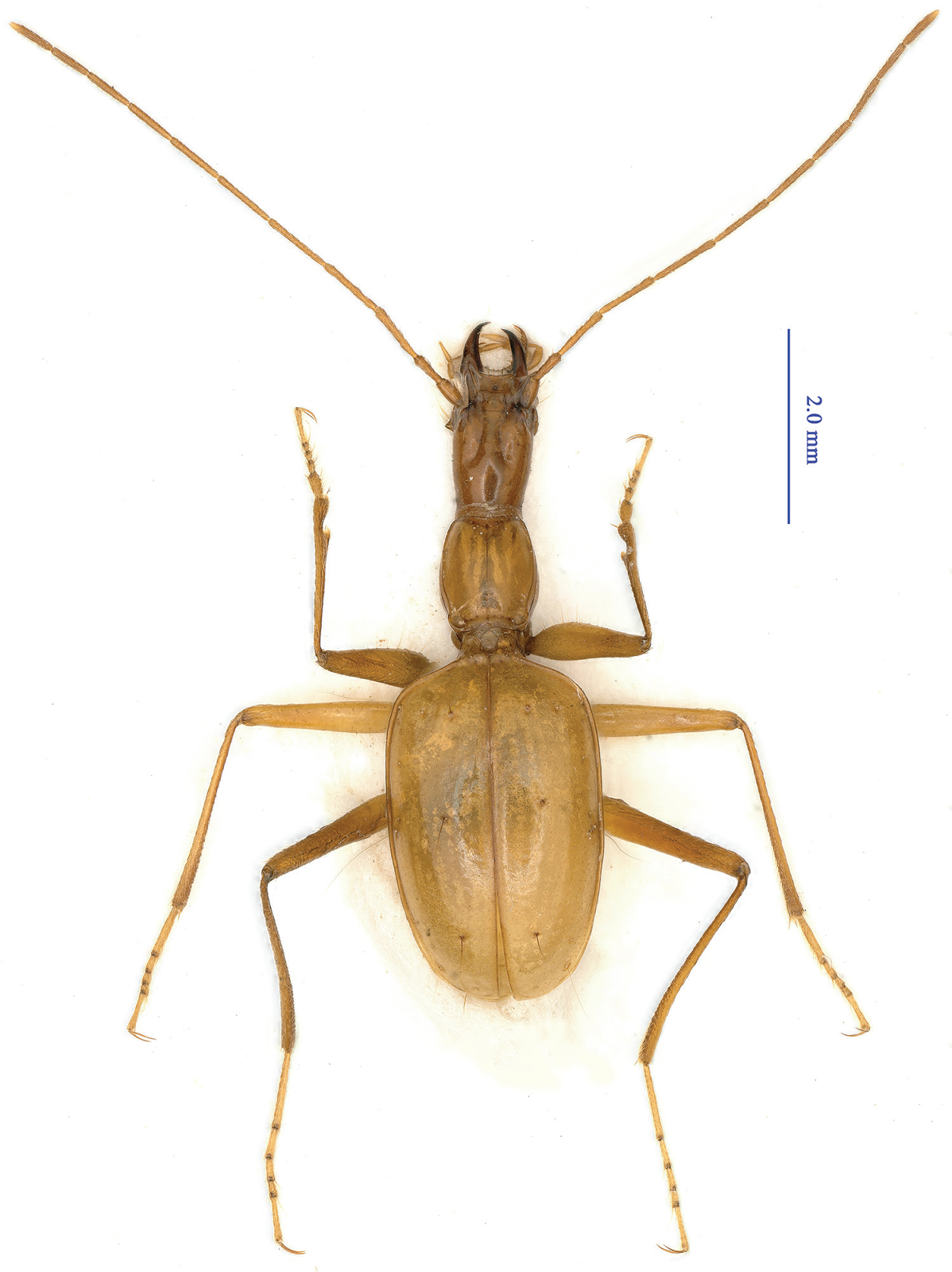 Sciency Thoughts: Guiaphaenops deuvei: A new species of cave-dwelling ...