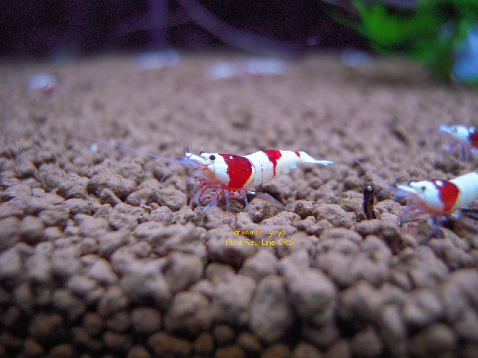 Crystal Red Shrimp: Japanese Pure Red Line Crystal Red Shrimp
