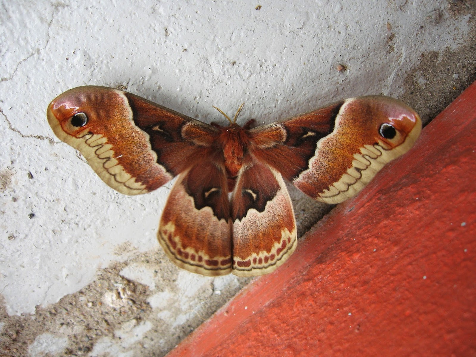 Tangled Web: Promethea Silkmoth (Callosamia promethea)