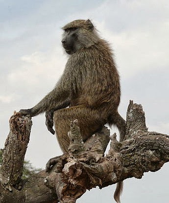 Synapsida: How Clever is a Baboon?