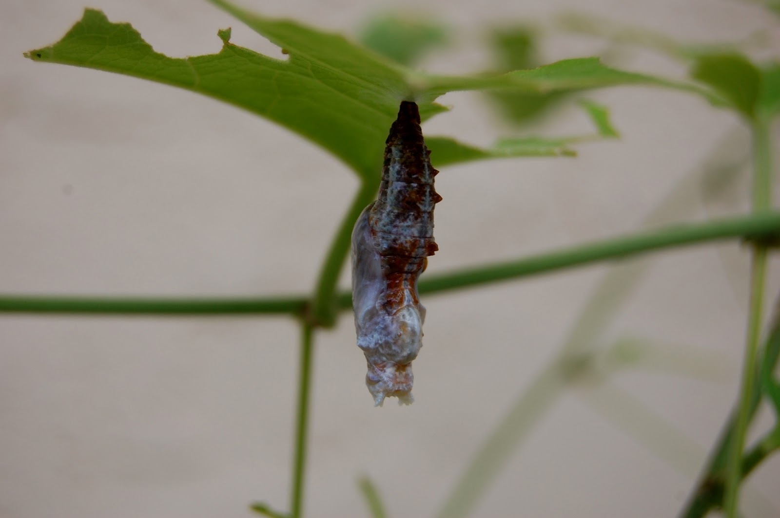 Field Notes and Photos: Gulf Fritillary: Life Cycle of a Butterfly