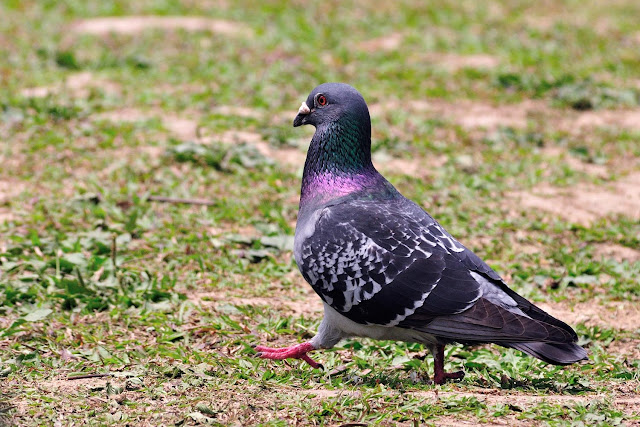 The Amazing Birds: Rock Dove (野鴿), Columbia livia