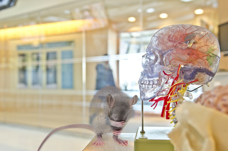 End-times news: Human-mouse HYBRID: Scientists grow human brain in tiny ...