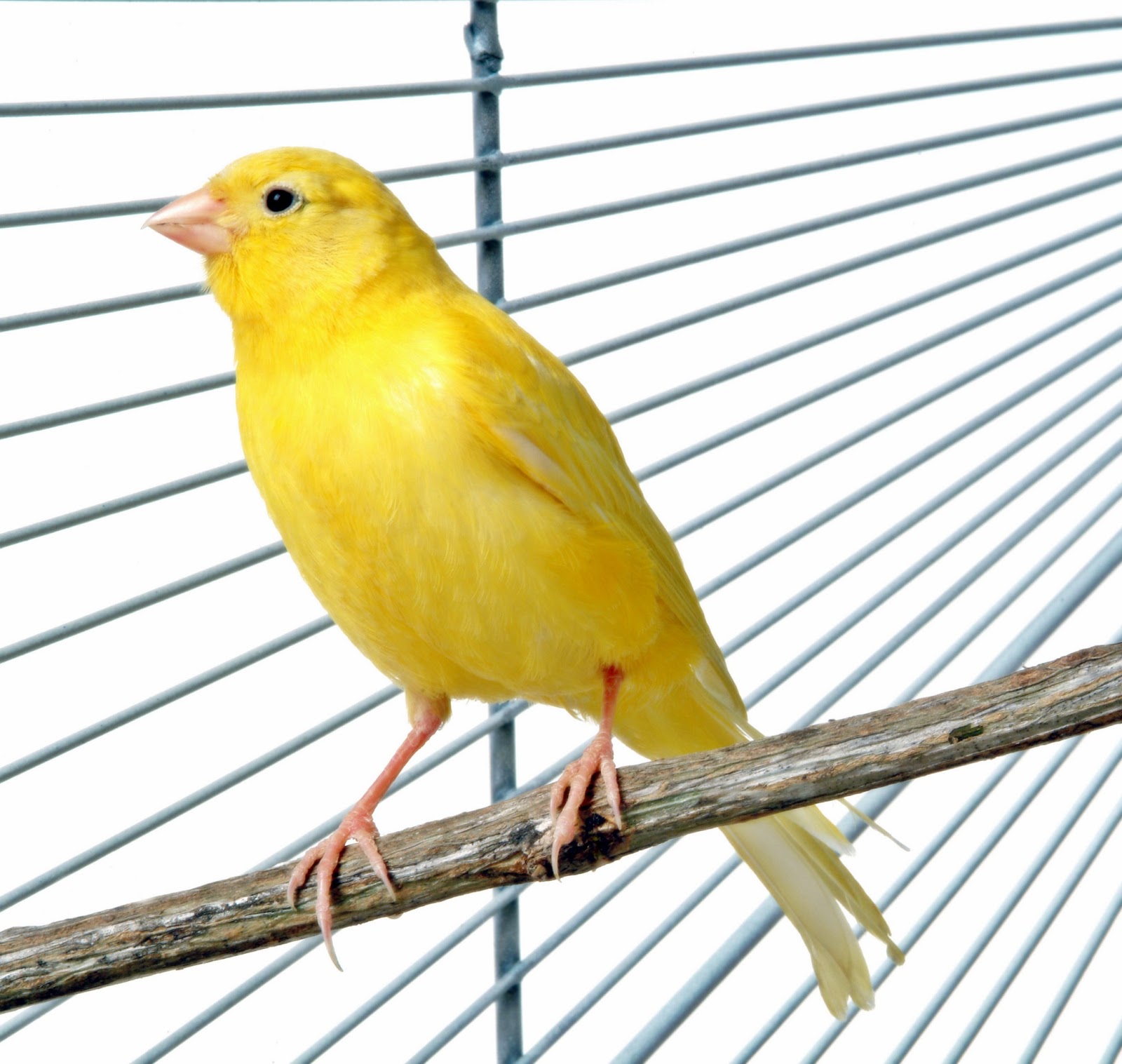 Memasterkan burung kenari - Ocehan Kenari