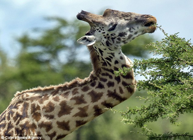 Gambar Lukisan Zirafah - Contoh Gambar Lukisan