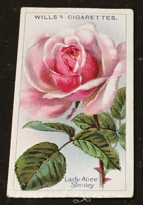 Hartwood Roses: Wills Cigarette Cards
