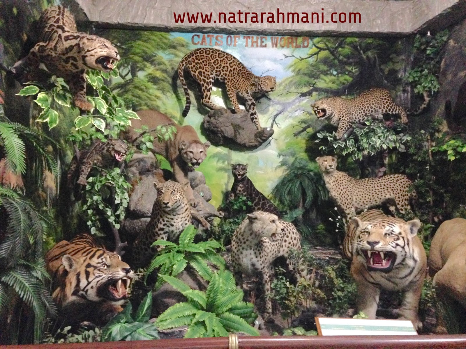 MUSEUM EDUKASI HEWAN : RAHMAT INTERNATIONAL WILDLIFE MUSEUM & GALLERY ...