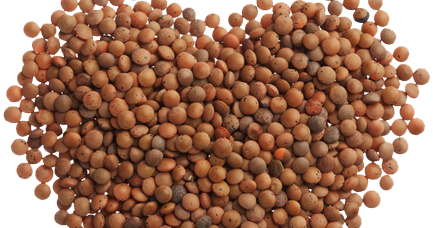 Lentils