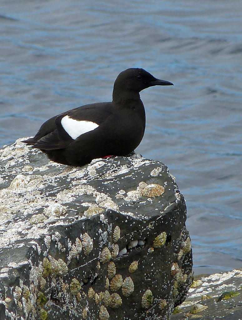MV FRAM EXPEDITION BLOG: The Shetland Islands – Island of superlatives