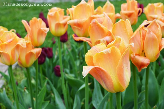 33 Shades of Green: A Walk Through the Tulips