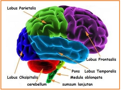 BIOLOGI GONZAGA: QUIS BIOLOGI SISTEM KOORDINASI