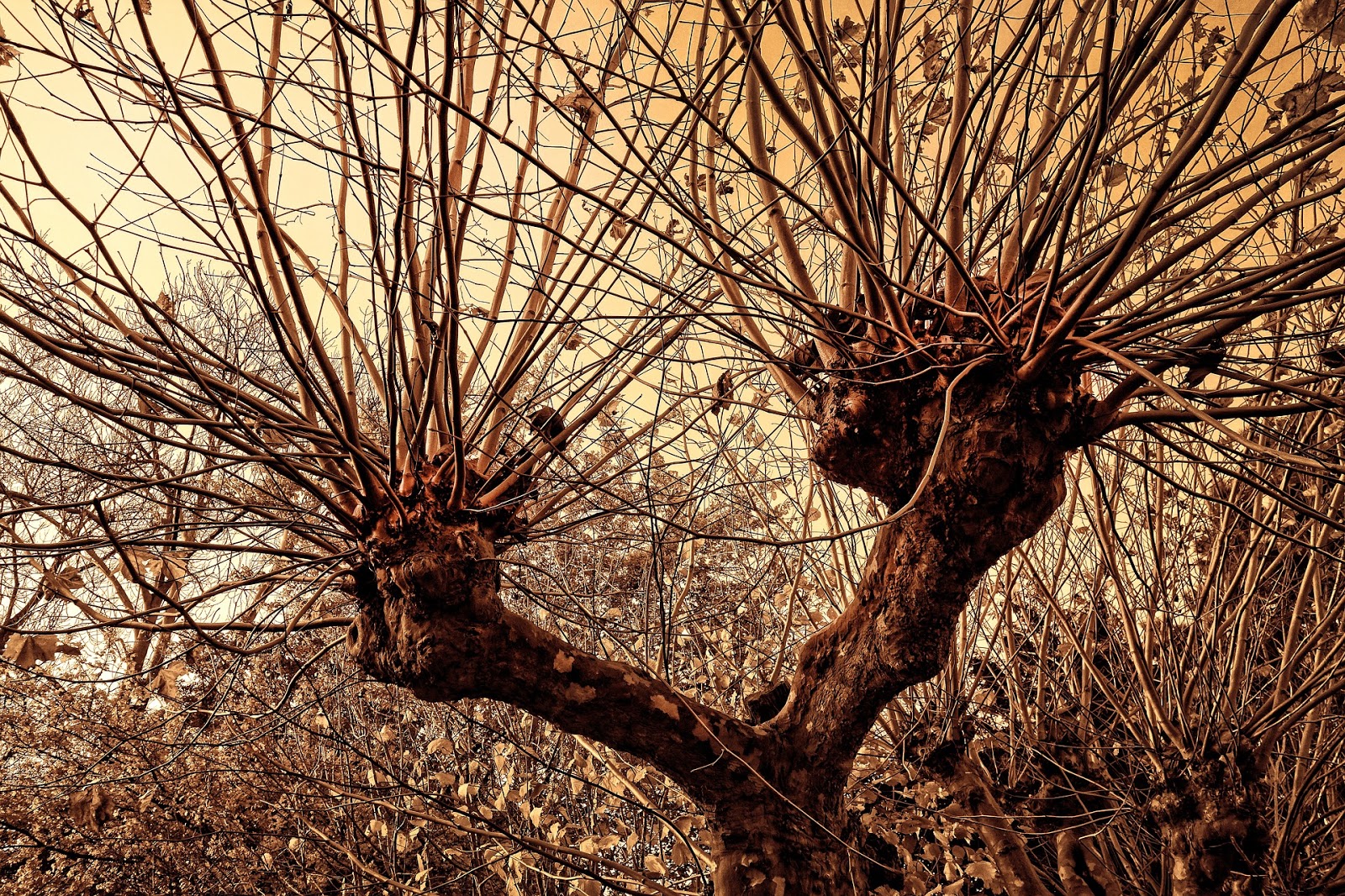 Woodland Management: A Guide: Pollards and Pollarding