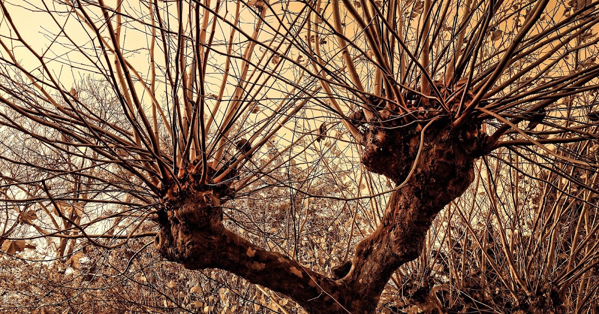 Woodland Management: A Guide: Pollards and Pollarding