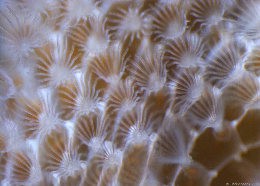 The Natural History of Bodega Head: Spiky -- Part 2