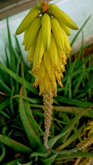 Methow Valley Herbs: Photo Friday: Plants of the Yucatan