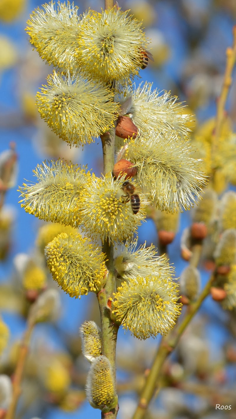 Natuur, cultuur en alles wat boeit ...: De Els en Wilg in bloei en de ... Natuur, cultuur en alles wat boeit ...: De Els en Wilg in bloei en de ...