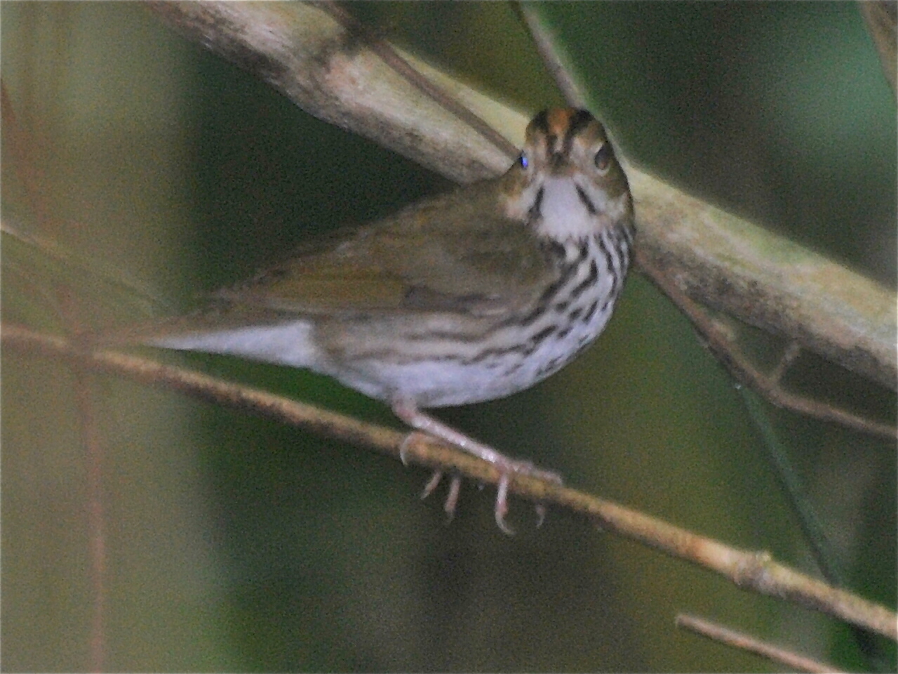 Jan Axel's Blog: A faithful Ovenbird