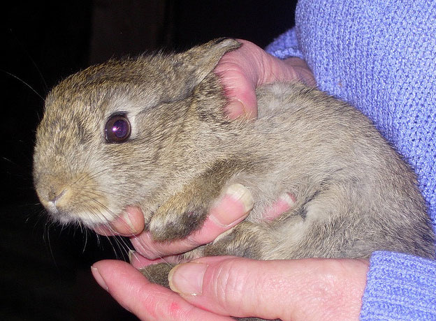 INSIGHT RABBIT: Rabbit Handling Tips - It Should Be Done Correctly For ...