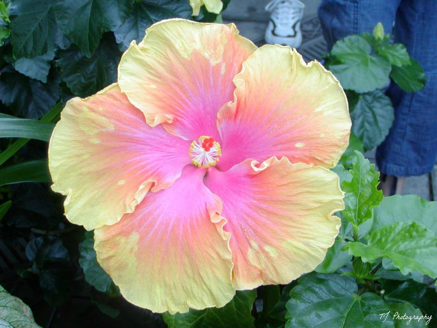 The Galloping Gardener: Flowers, I love Flowers