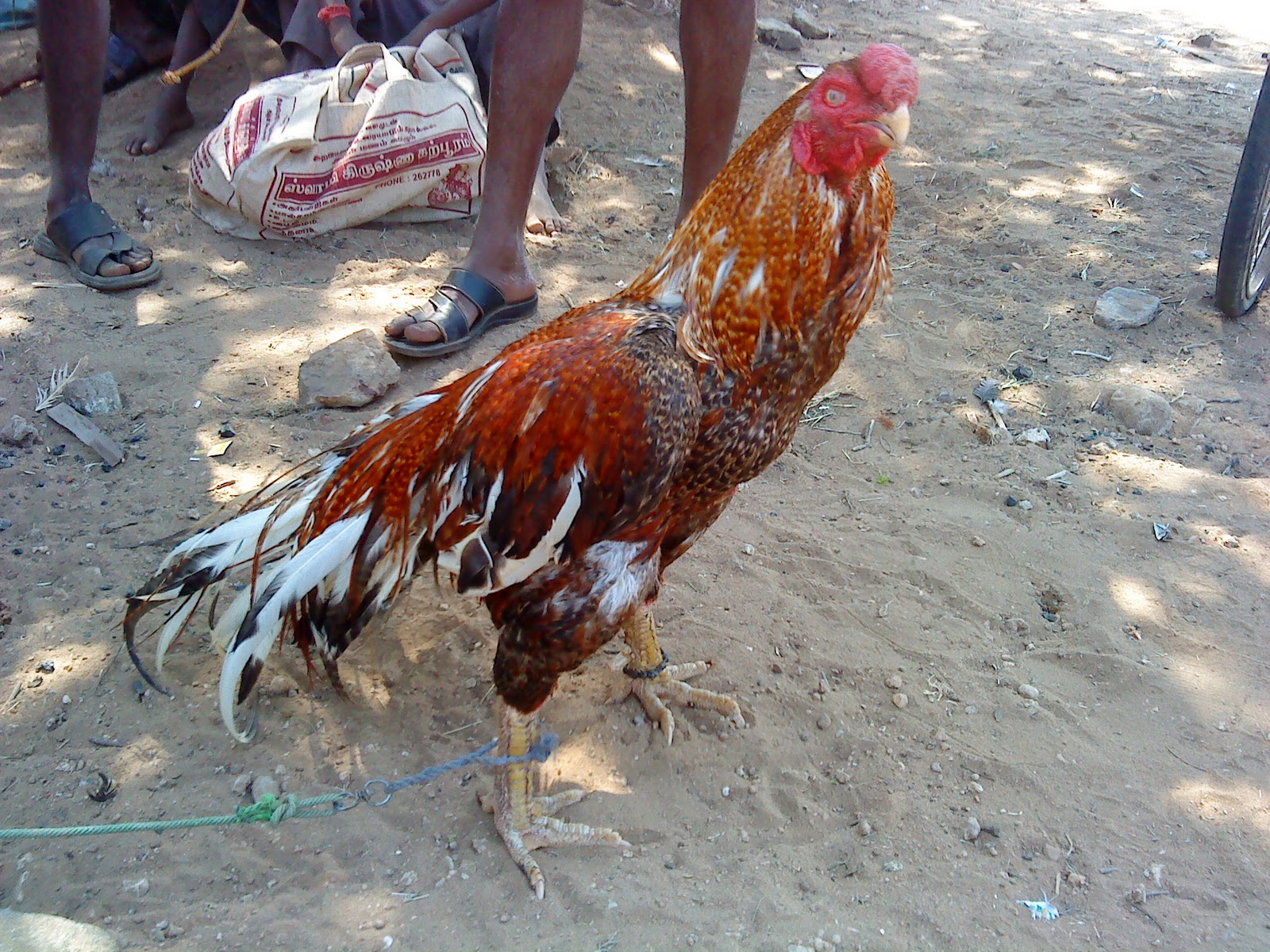 TAMIL ASILS: TAMIL ASIL - KNIFE FIGHTERS