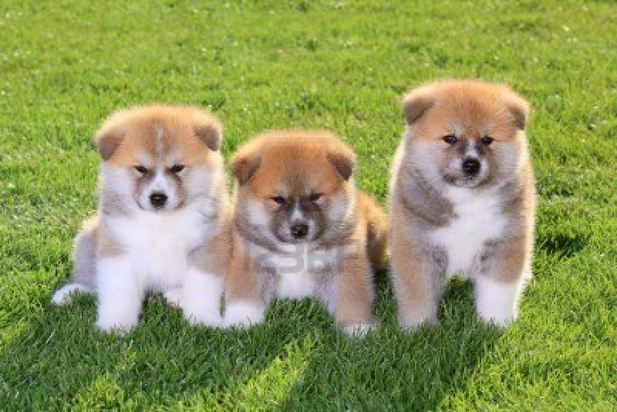 Akita Inu | DOG LOVERS COMMUNITY