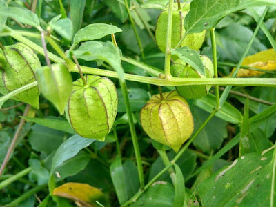 Inilah Manfaat dari Buah Ciplukan atau Buah Cecendet yang Jarang ...