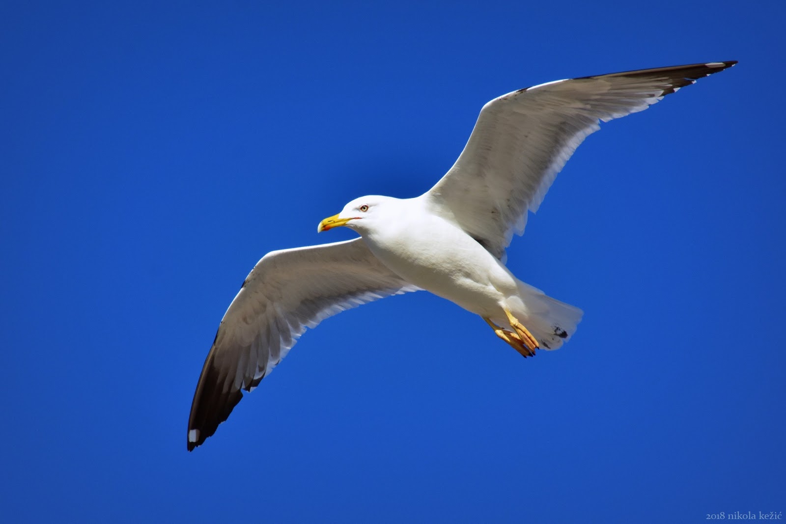 Galeb i ja (3) - ISSA-VIS-Kut