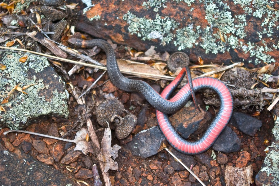 Wildlife Monitor: Snake Cover Boards