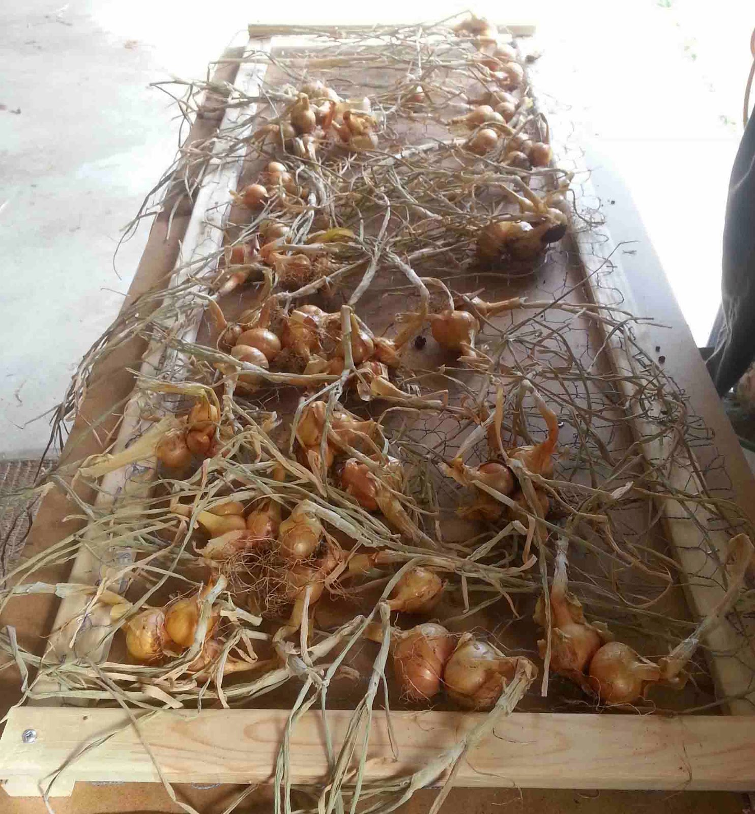 The Gardening Me: Garlic & Shallots 2014 - The Results