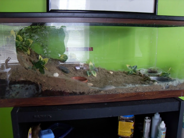 My Adventure with Halloween Moon Crabs: Fresh Molts and False Bottoms ...