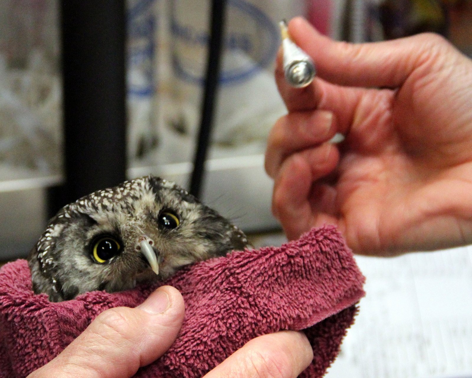 Bird Treatment and Learning Center: Goose, duck, owl