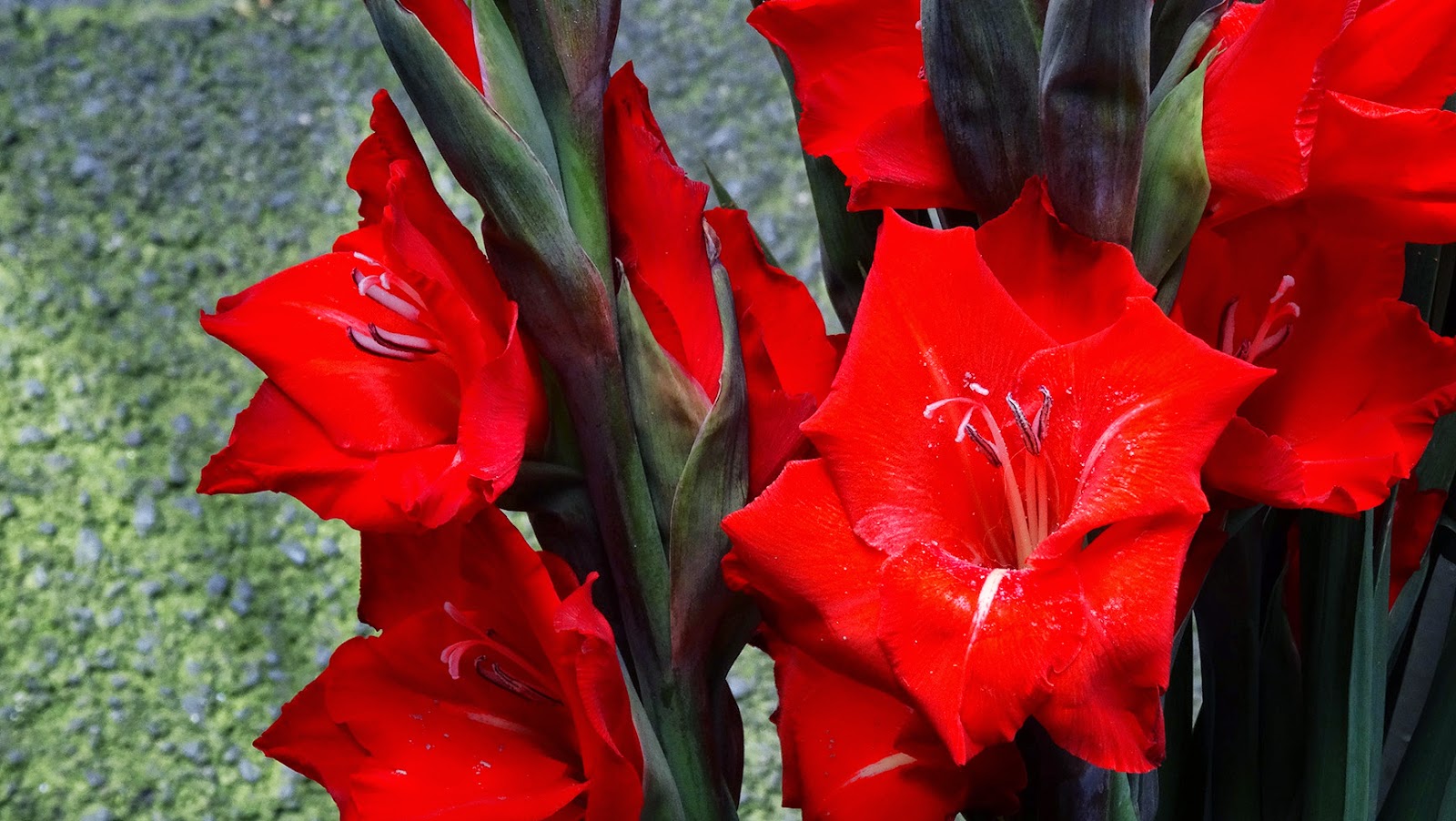 NixPixMix: RED GLADIOLI
