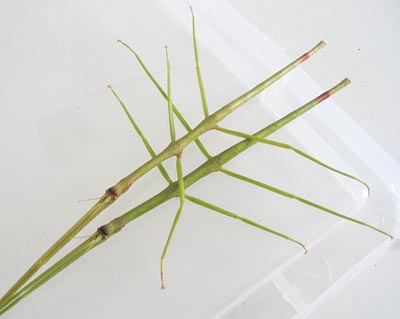 Kummitussirkat: Ramulus artemis - PSG 144