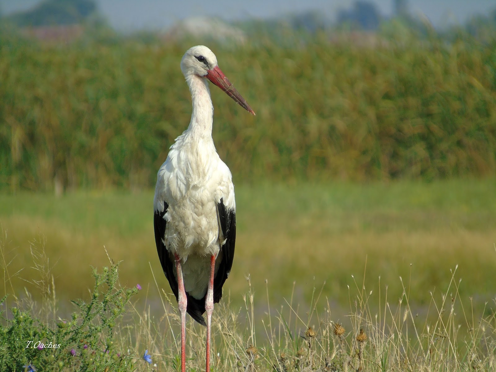PASARI DIN ROMANIA: BARZA, Ciconia ciconia