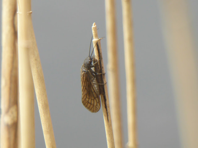 Wild and Wonderful: Three Days in North Norfolk - 1