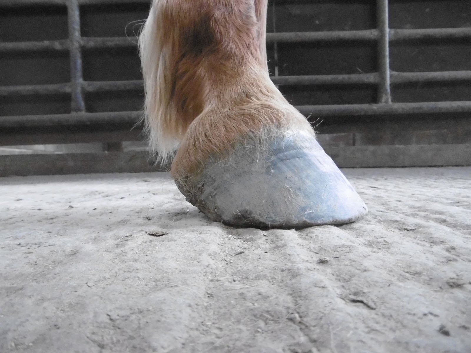 Rockley Farm: Another new horse - Ginger's feet