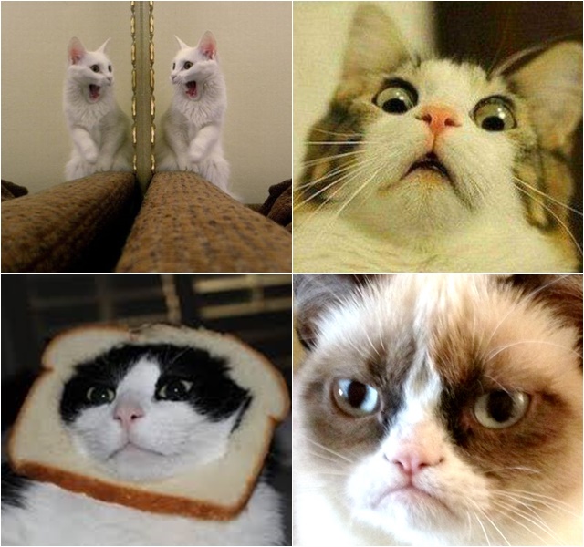 Sekai Bakawaii: Rindo com gatos em apenas 9 fotos