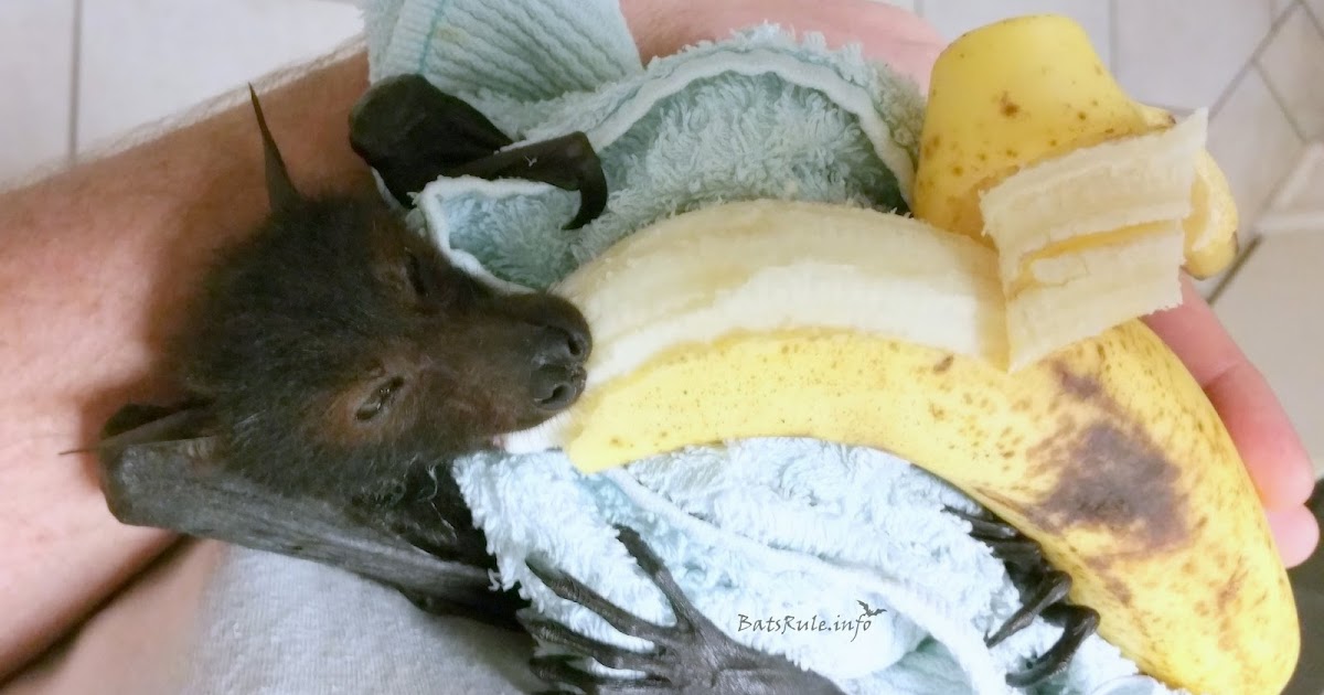 RESCUE MEGABAT BLACK FEMALE BABY 09/03/2015