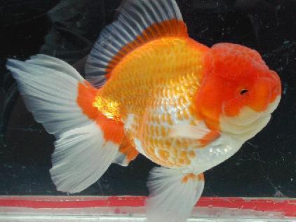 il pesce rosso non andrebbe tenuto in una boccia perchè lo spazio è ...