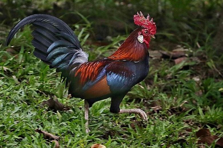 Under The Angsana Tree: Chicken-culling saga in Year of the Rooster