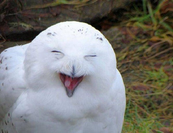 Animals With Smiley Faces ~ Big Fun - The Fun Blog