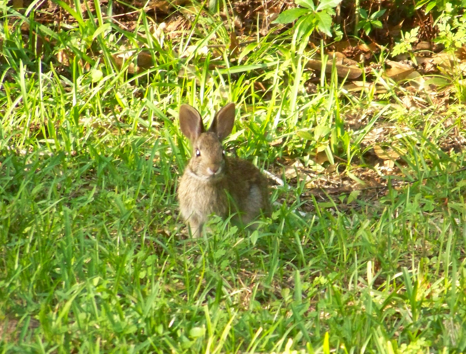 Our Nature: Rabbit!