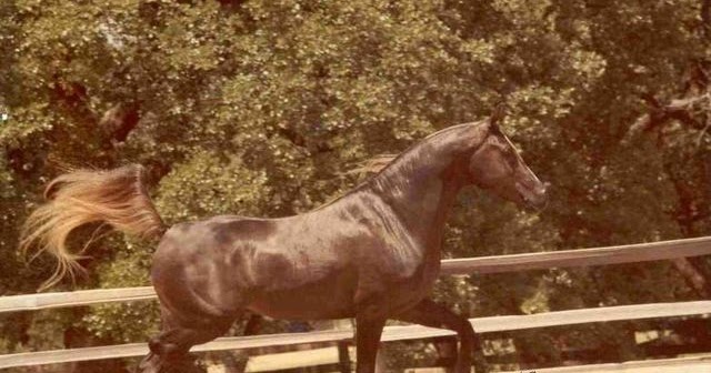 all for the love of a horse...: *Serag: A Noble Son of Egypt