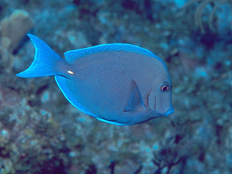 singularity: The Flesh-eating Blue Tang of Death!