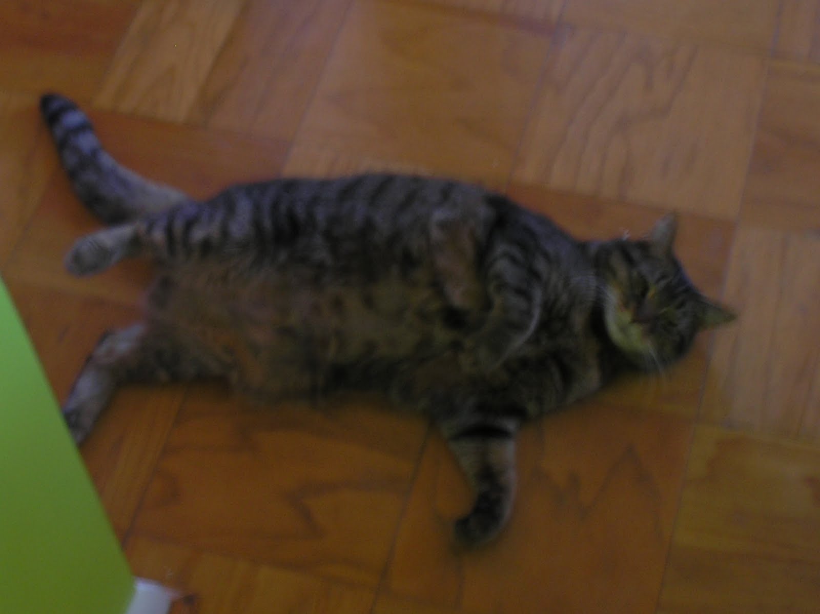 Diabetic Cats in Need: Fly Free, Sweet Tey-Tey