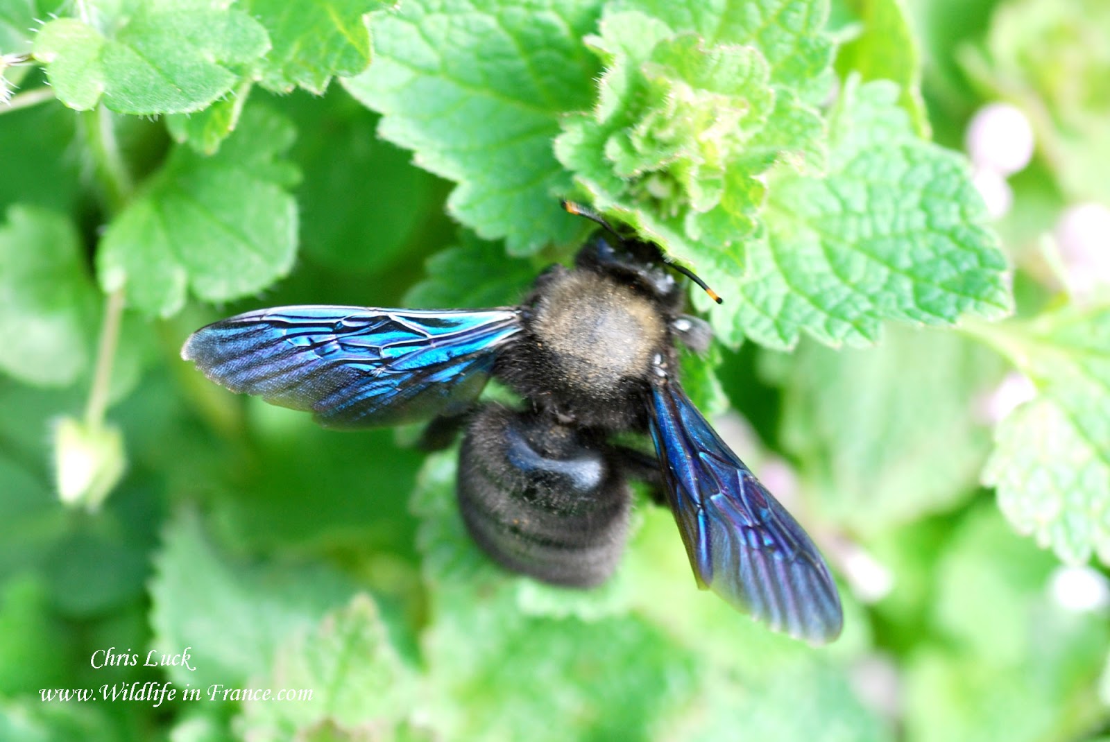French wildlife and beekeeping: Spring bees in France - solitary and bumble