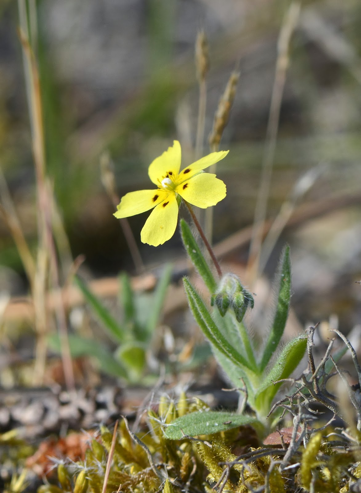 Macrophoto plaisir passion: Hélianthème taché, Tuberaria guttata