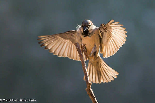 GORRION COMUN - Passer Domesticus | Observatorio de la Naturaleza