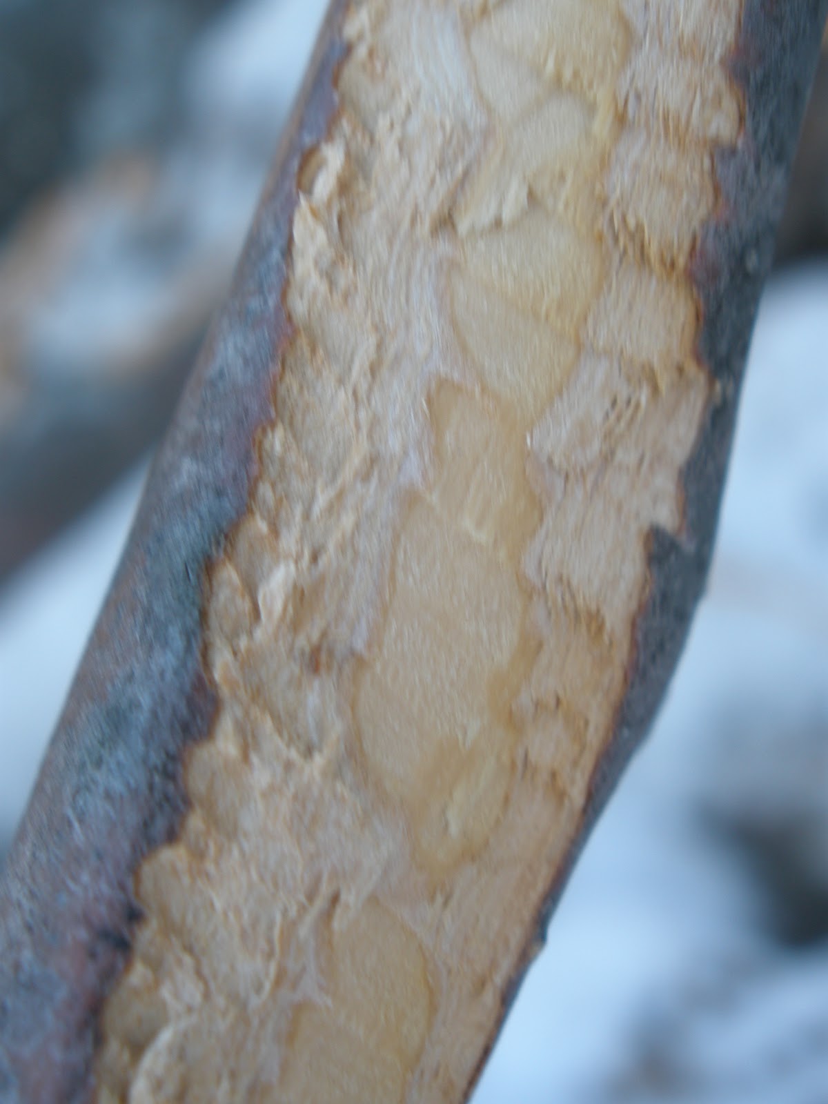 Harvest Moon by Hand: Outdoor Hour Challenge - Winter Series #6 - Salt