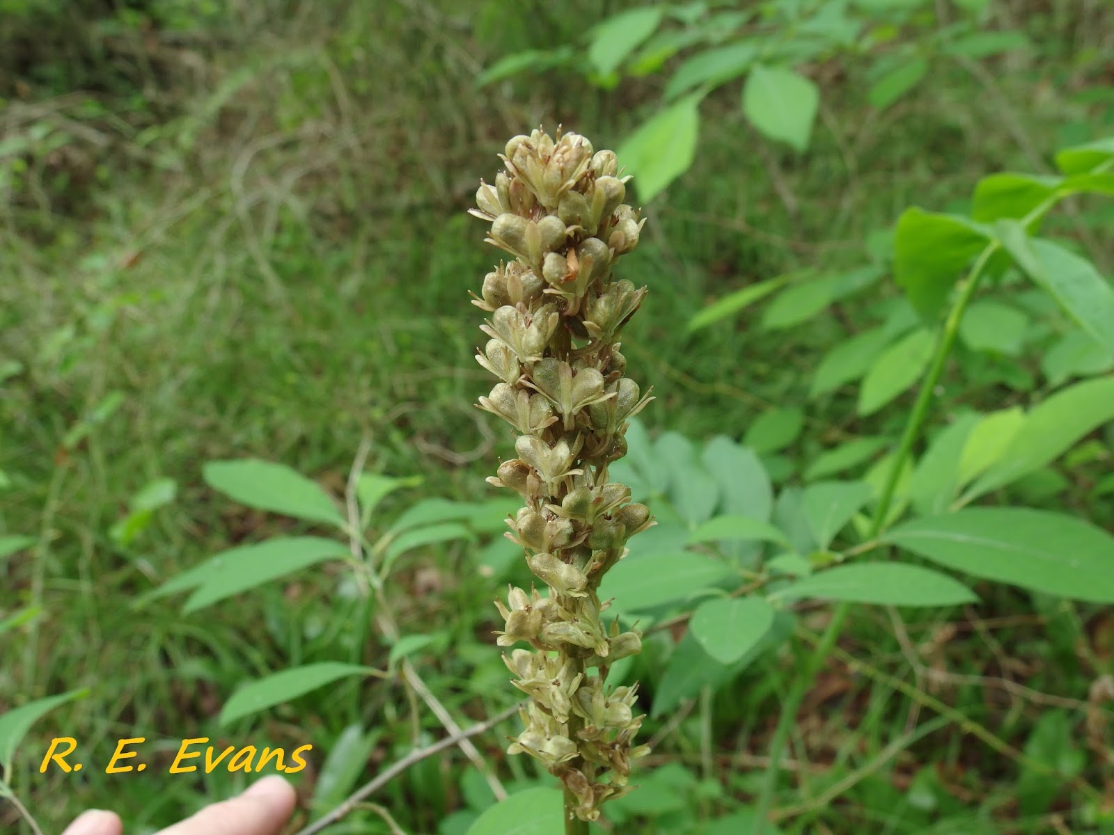 NC Plant Conservation & Beyond: "A shy-blooming thing" - Helonias bullata